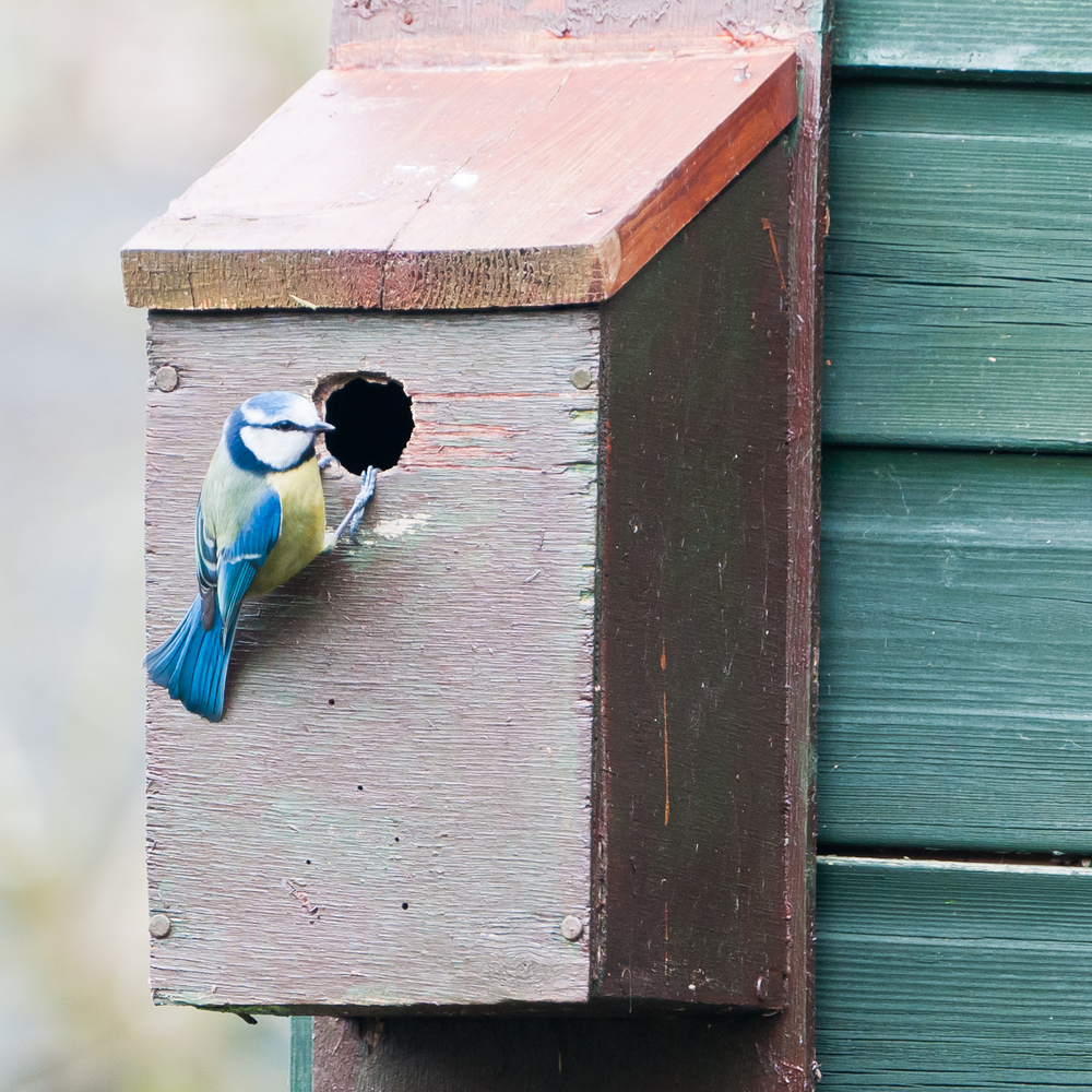 Weston Sawmill Support National Nest Box Week