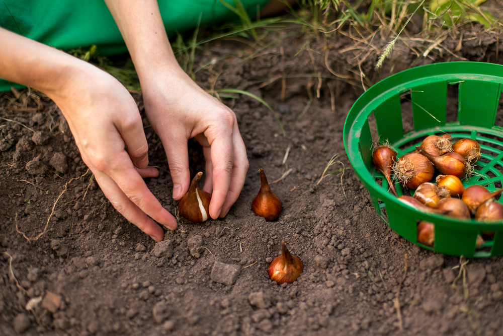 Plant Bulbs at the Right Time with Weston Sawmill - Blog